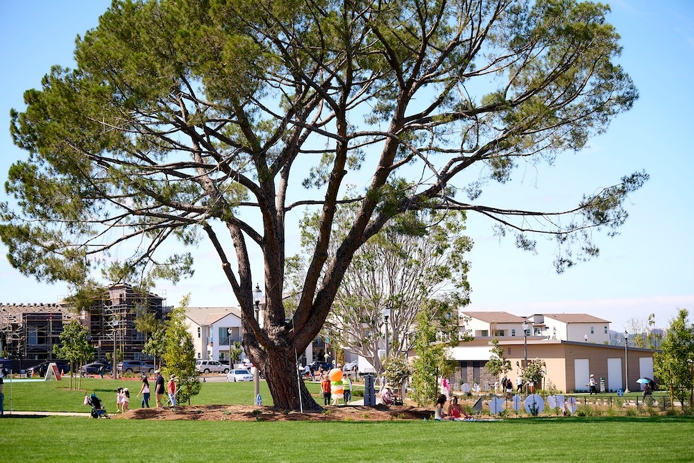 Rooted in History: The Heritage Trees That Define Great Park ...